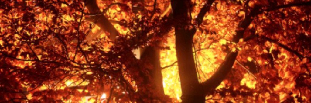 //Мир денди//🧺🍂🍁