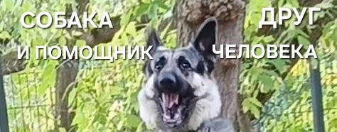 Собака Друг И Помощник Человека