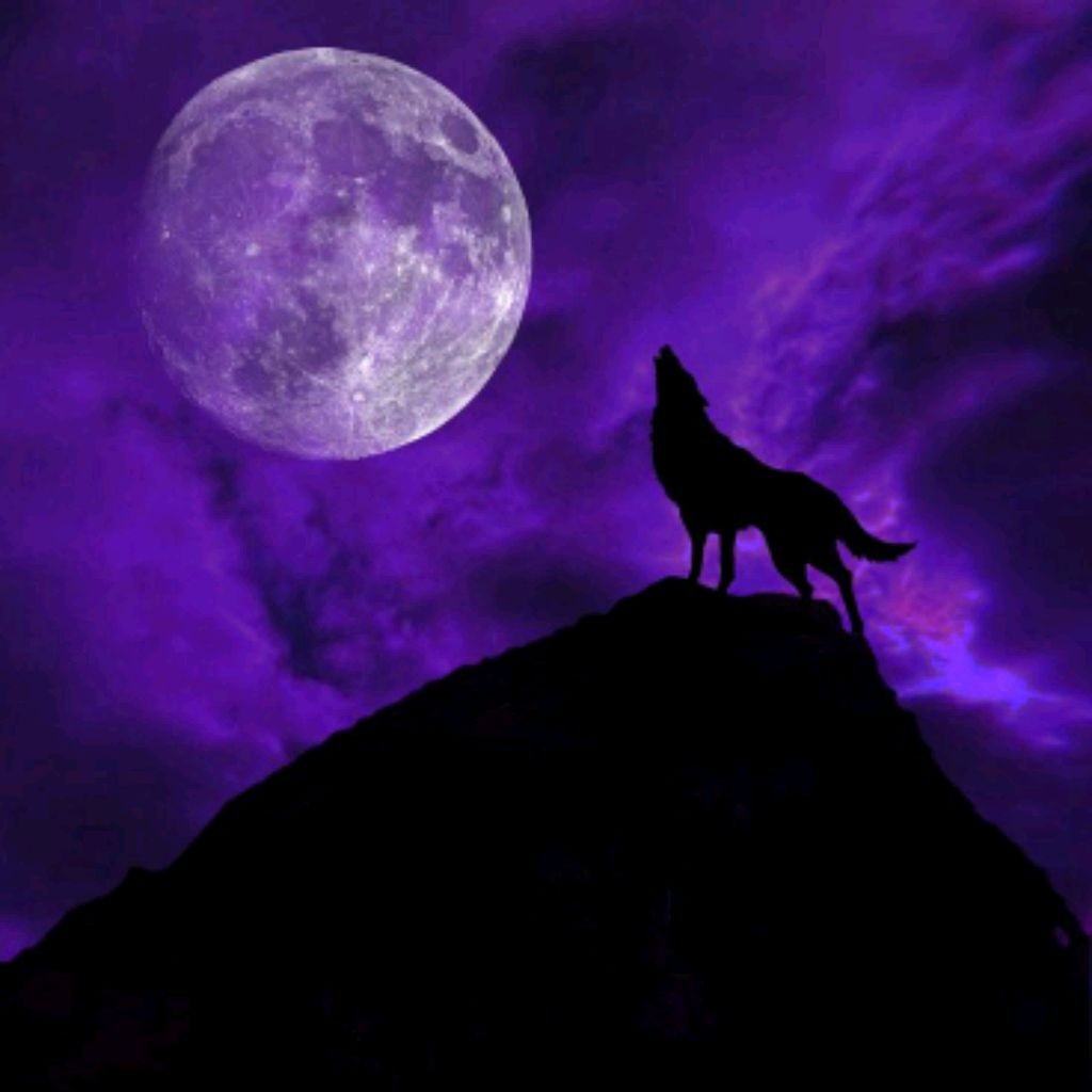 /🐺\\𝐌𝐢𝐬𝐜𝐡𝐚 𝐖𝐨𝐥𝐟//🐺\