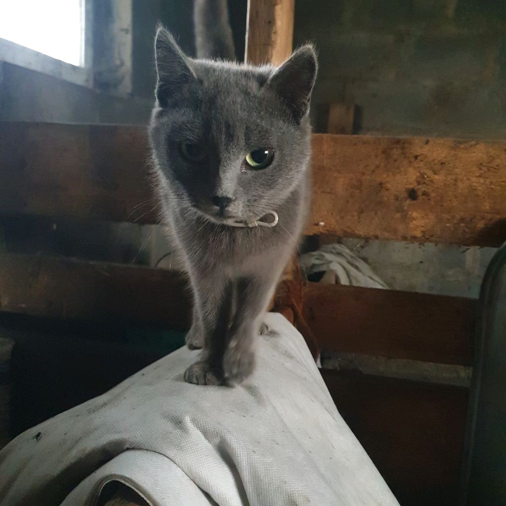 VIP Печенька