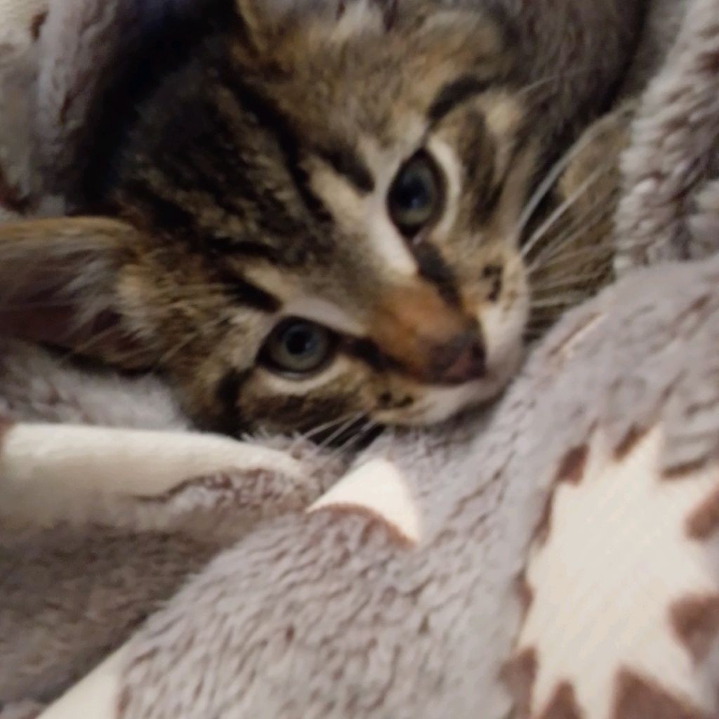 Sheba Kutuk