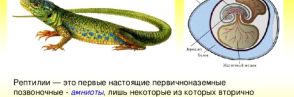 Рептилойлд