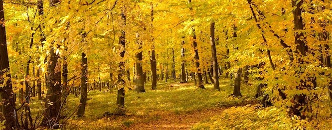 🍂🍁🍂Осенний Максим73К🍂🍁🍂