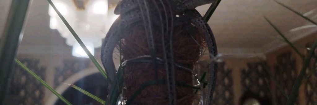 Lizard_REPTILEUM_Lizard