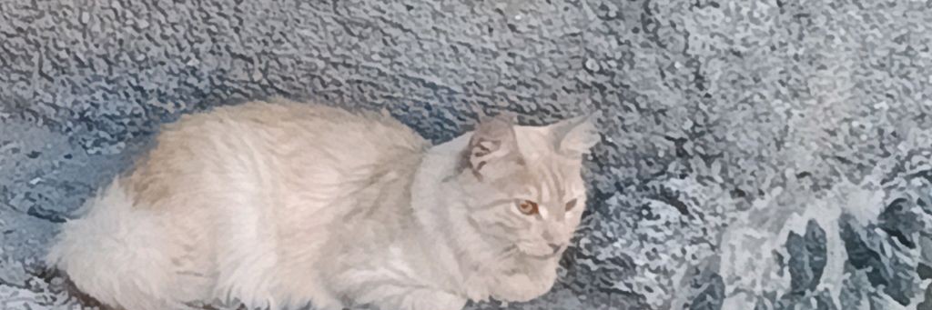 Nikita