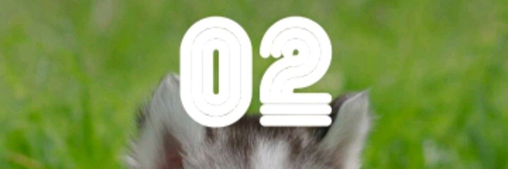 channel82045063