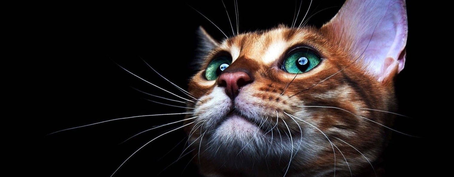 "Кошкин Дом"