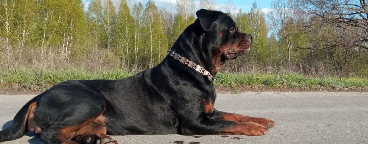 Дом С Ротвейлером