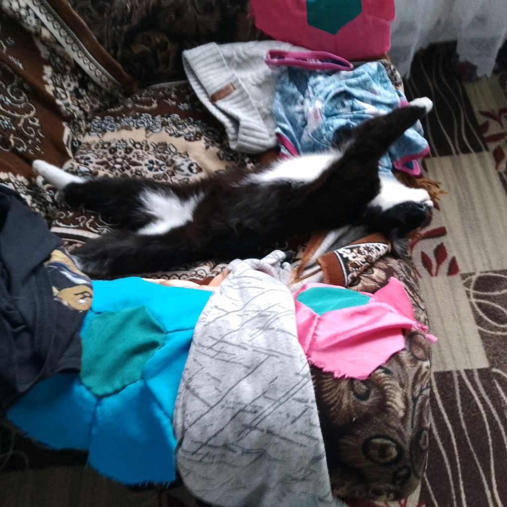 Кошара