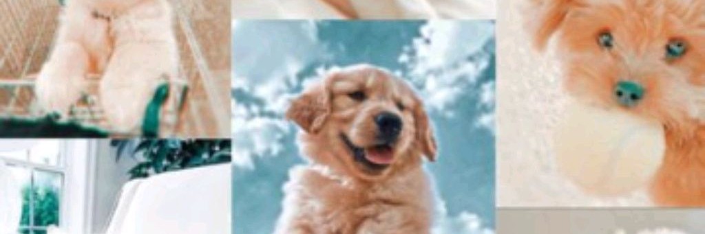 Dogs and Cats is.....