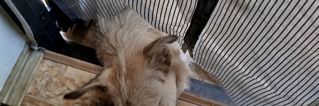 ДЕТЕКТИВ КОРЖУНЯ✓