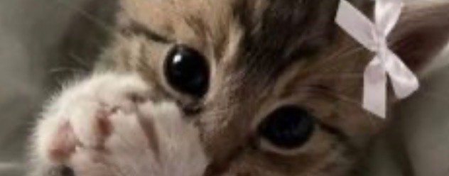 Котик