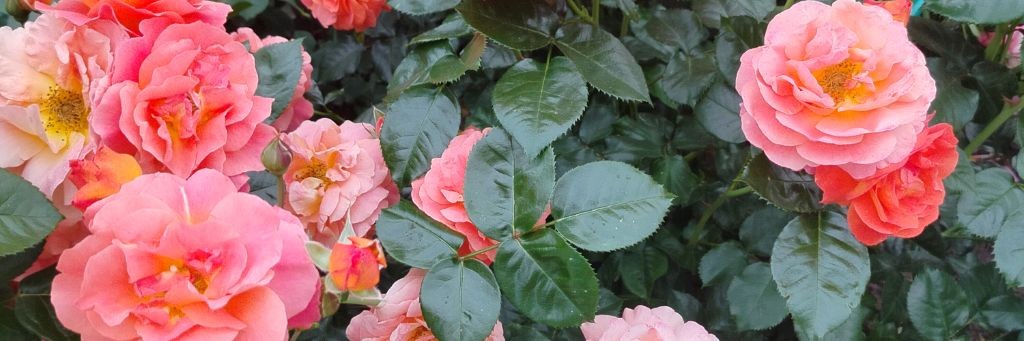 Красота роз в моменте🌹🌺🥀и всё всё всё