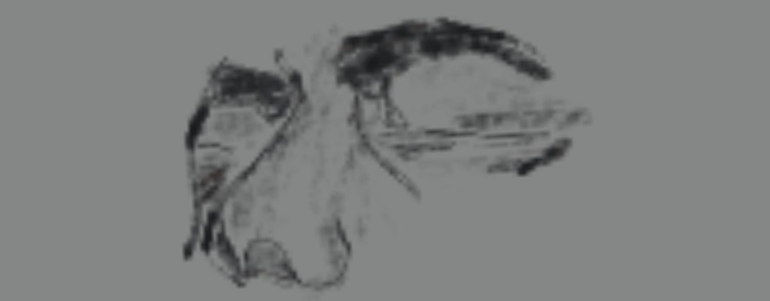 Lifaete