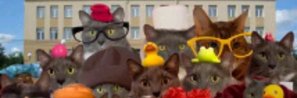 Кусев 🐱😎🍁🇷🇺