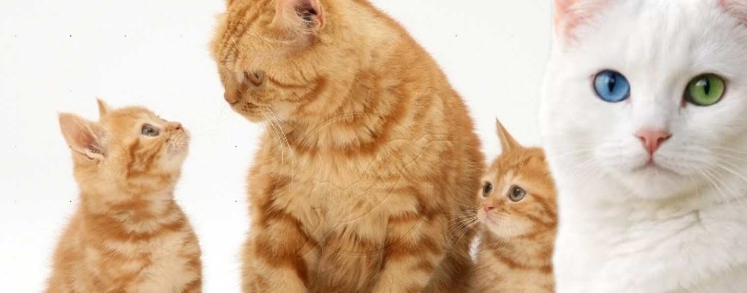 🐱🌾котейки-эстетики🌾🐱