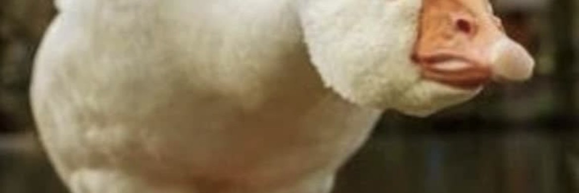 Gusinye nowosti4