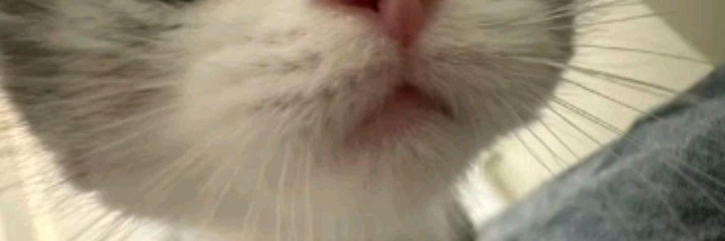 котик