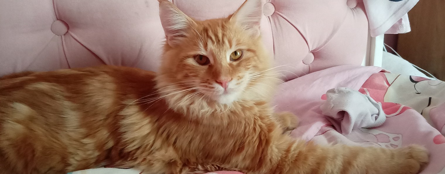 🐱 Кот по имени Барс 🐱