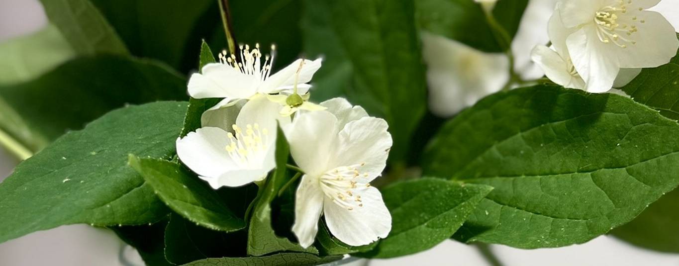 Кудряшова Марина