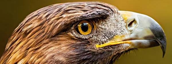 Коршун из Санкт-Петербурга