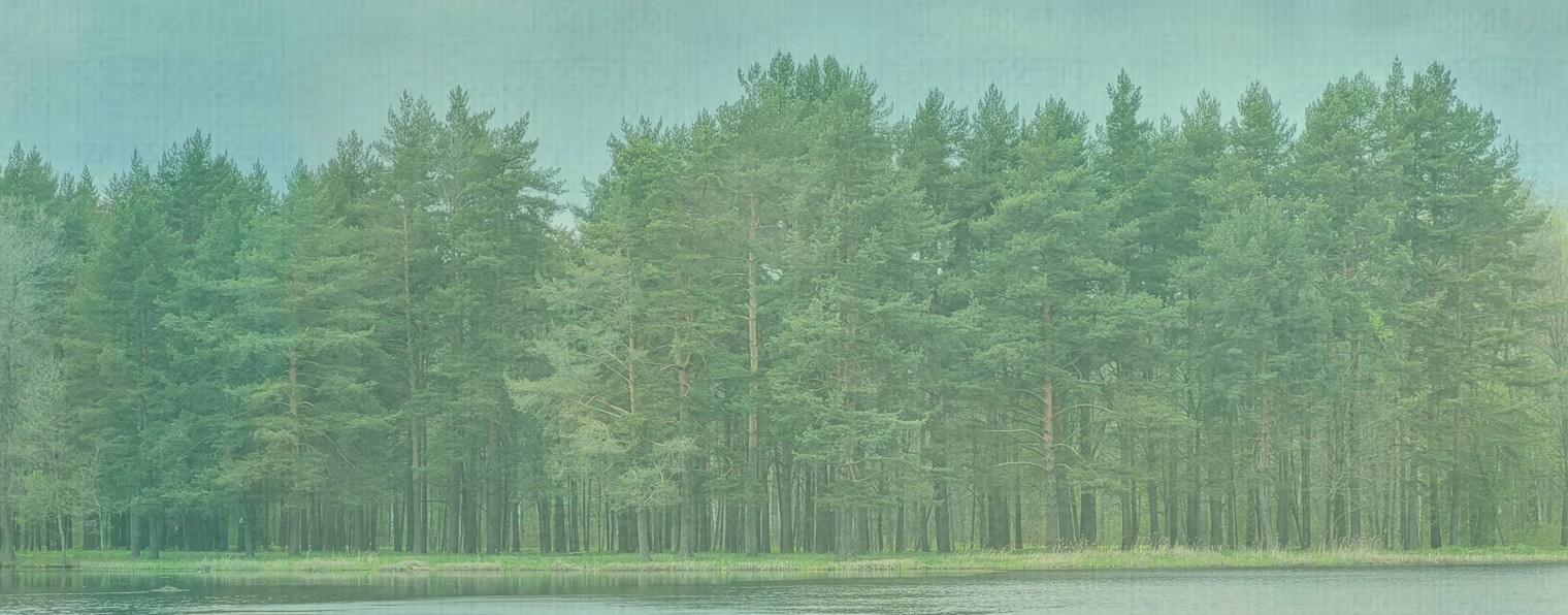 Магия дерева