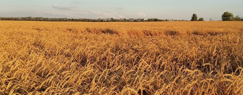 Куриный день "ЗаКурДень"🐥
