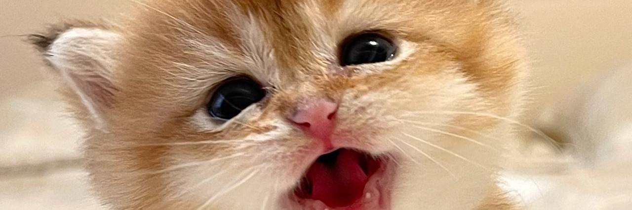 Котята Питомник Bel L’Mur & Пеларгонии