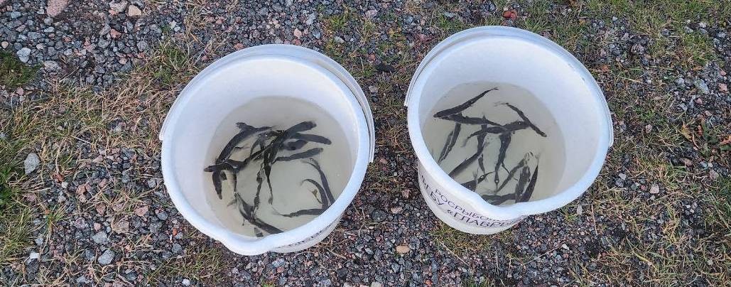 Северо-Западный филиал ФГБУ "Главрыбвод"