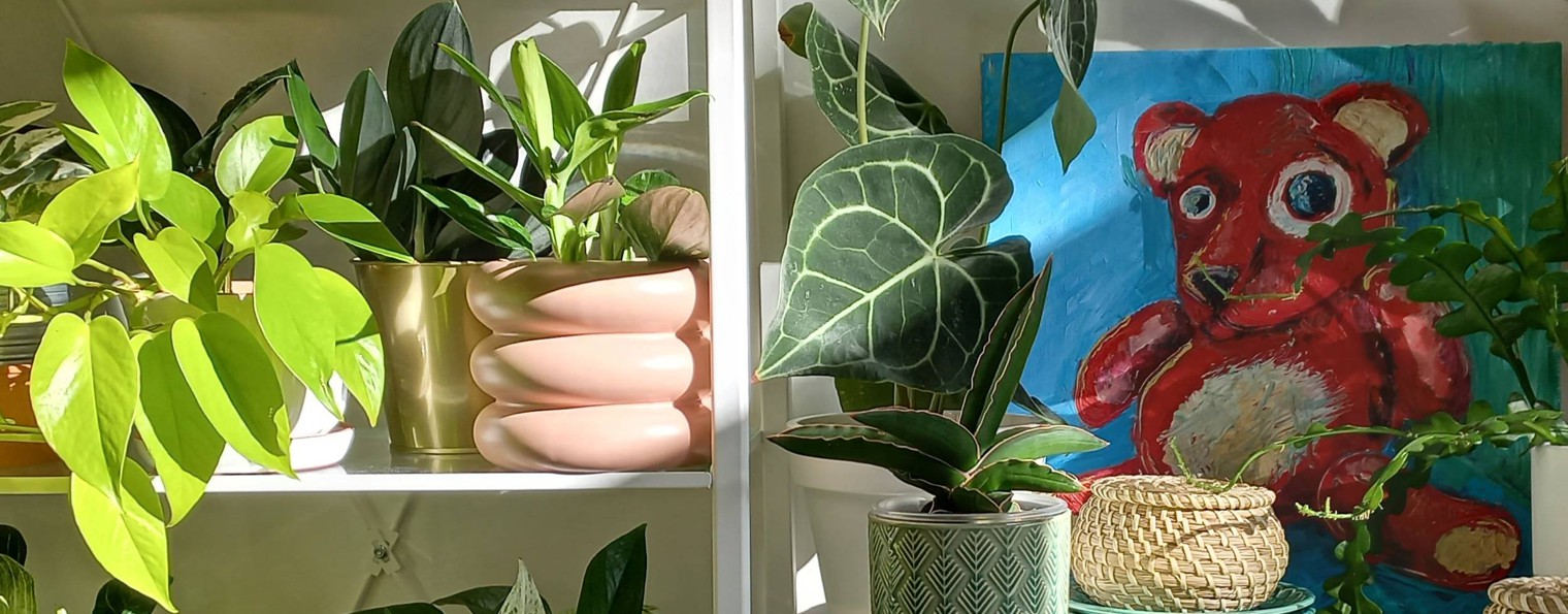 LenaSHU | HomePlants for lazy & greedy