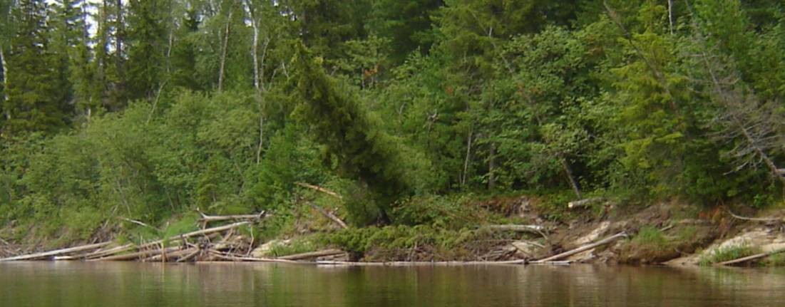 Вольный охотник