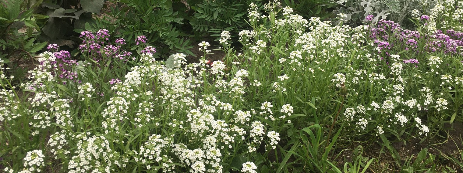 В моем саду