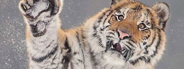 Тигриные Истории