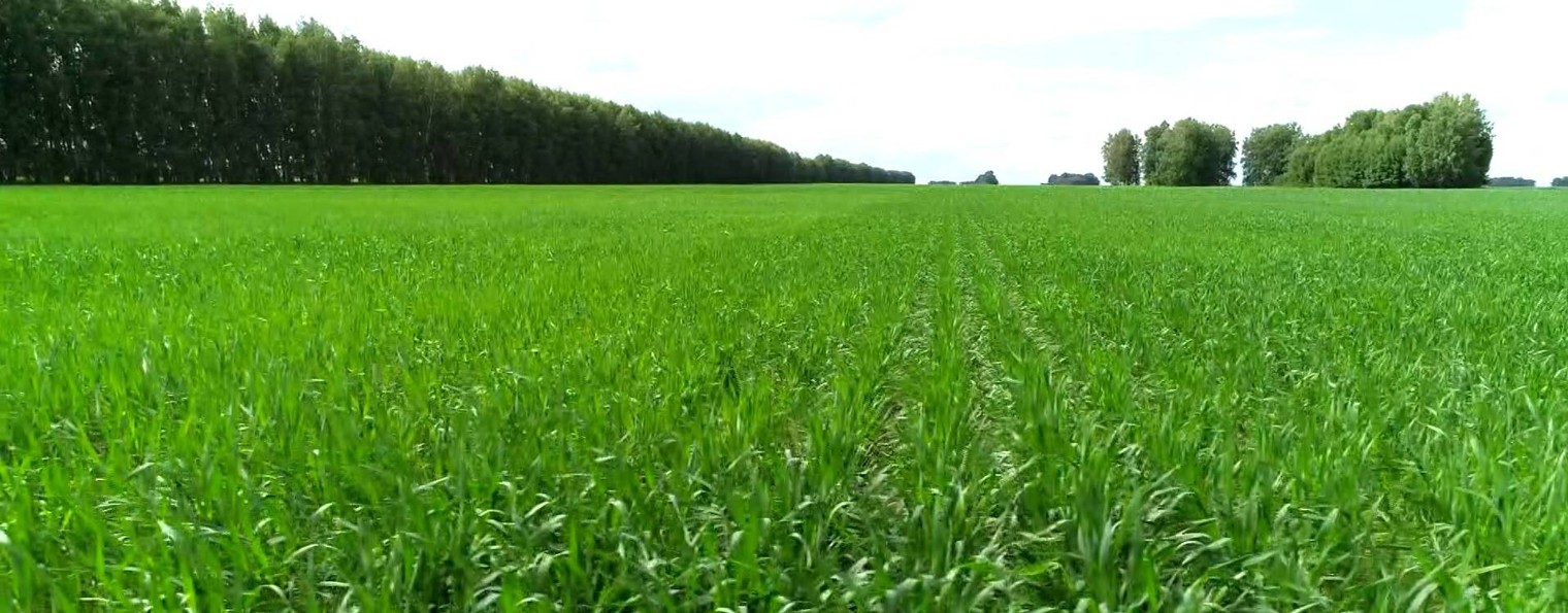 Адъювант Синерджи