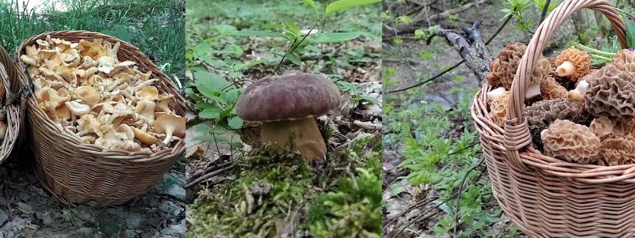 C Алексеем по грибы