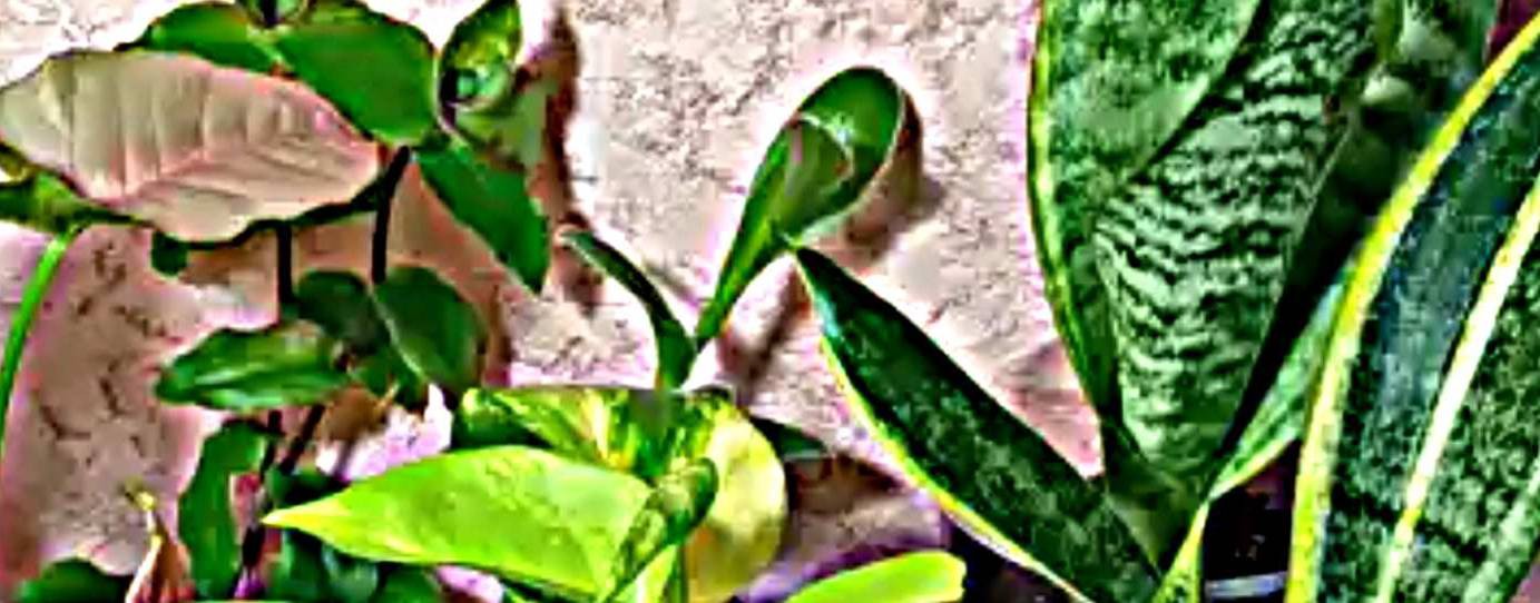 Цветочная птичка