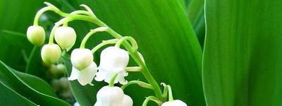 Лилия и рукоделие:Время вдохновения!