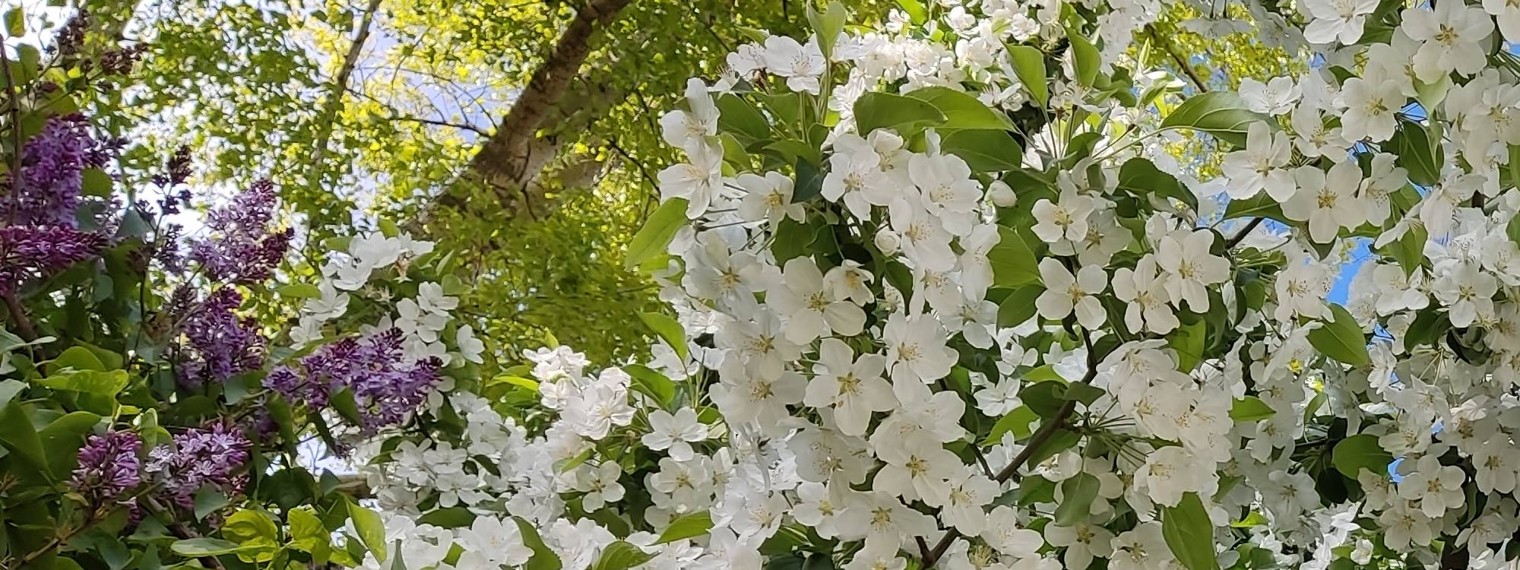 Елена Брусника