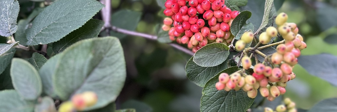 Nina’s channel🐾