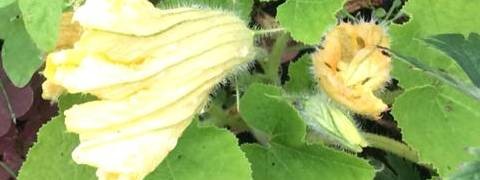 СУПЕР ОТПУСК на ДАЧЕ с ОГОРОДОМ