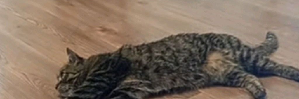 Кот  Васька