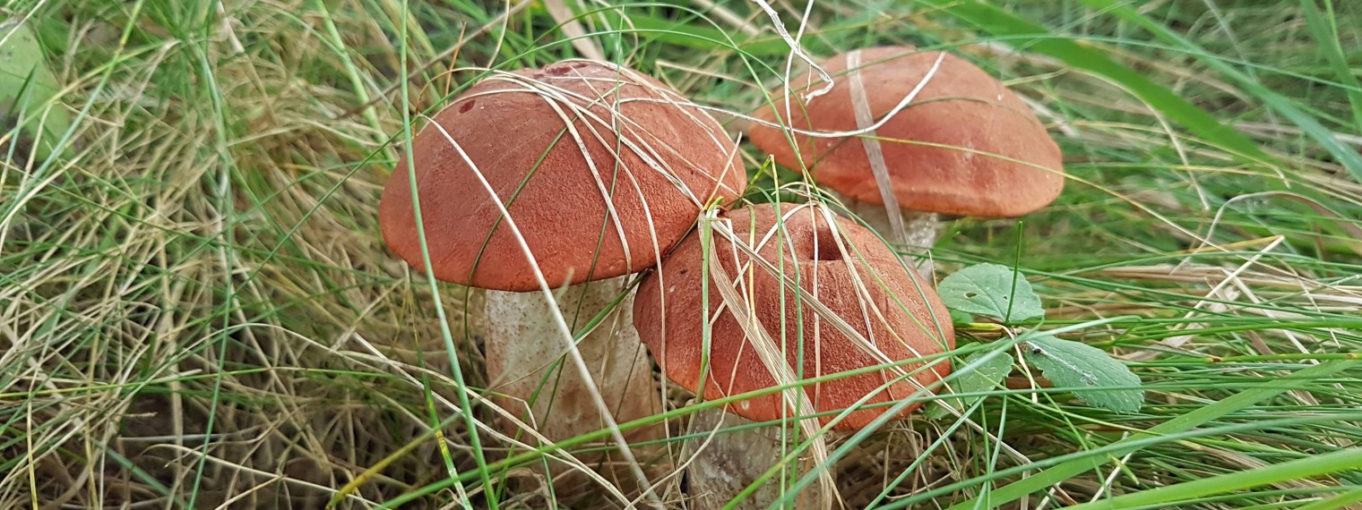 Грибная Банда Калининграда