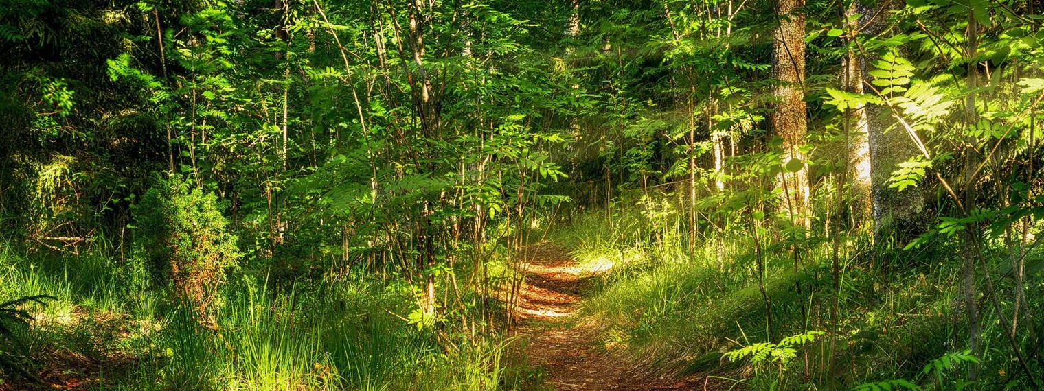 ПРИКЛЮЧЕНИЯ БАБАСИ