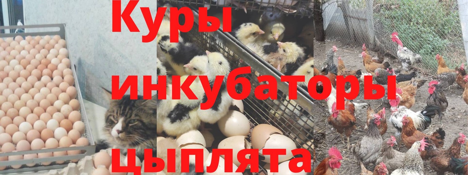 Виктор Светличный куры инкубаторы цыплята