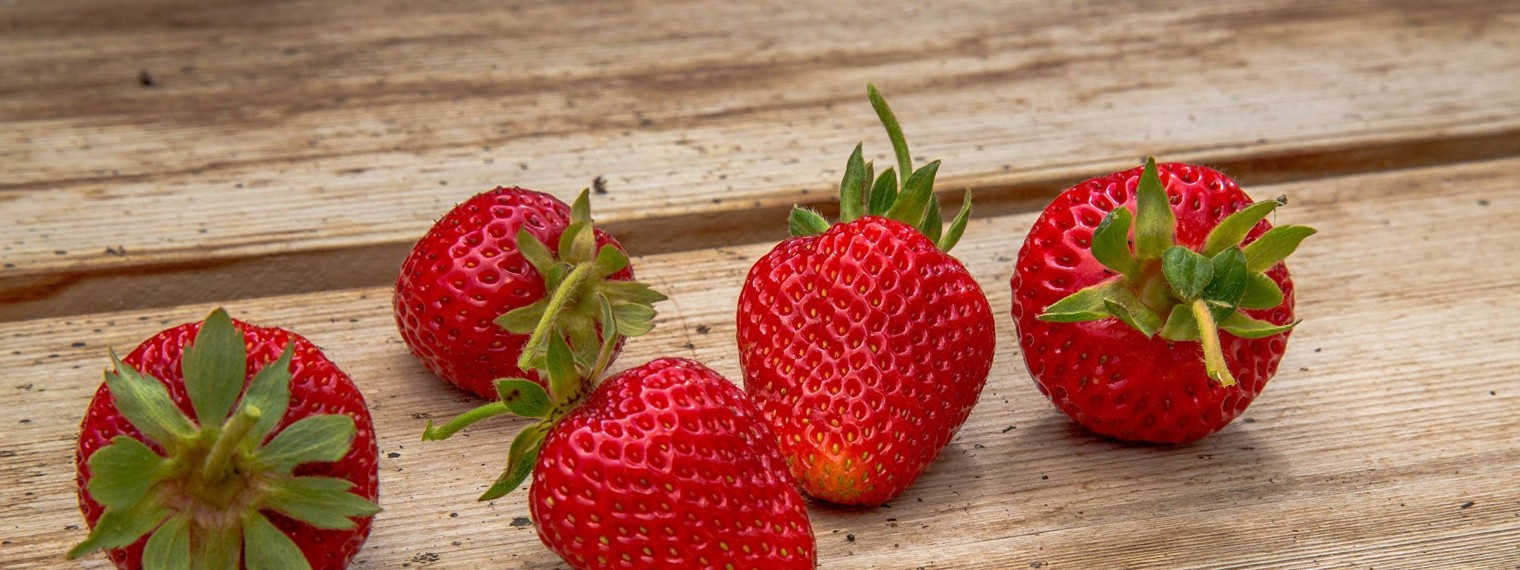 АНДРИЯНОВА ЕЛЕНА