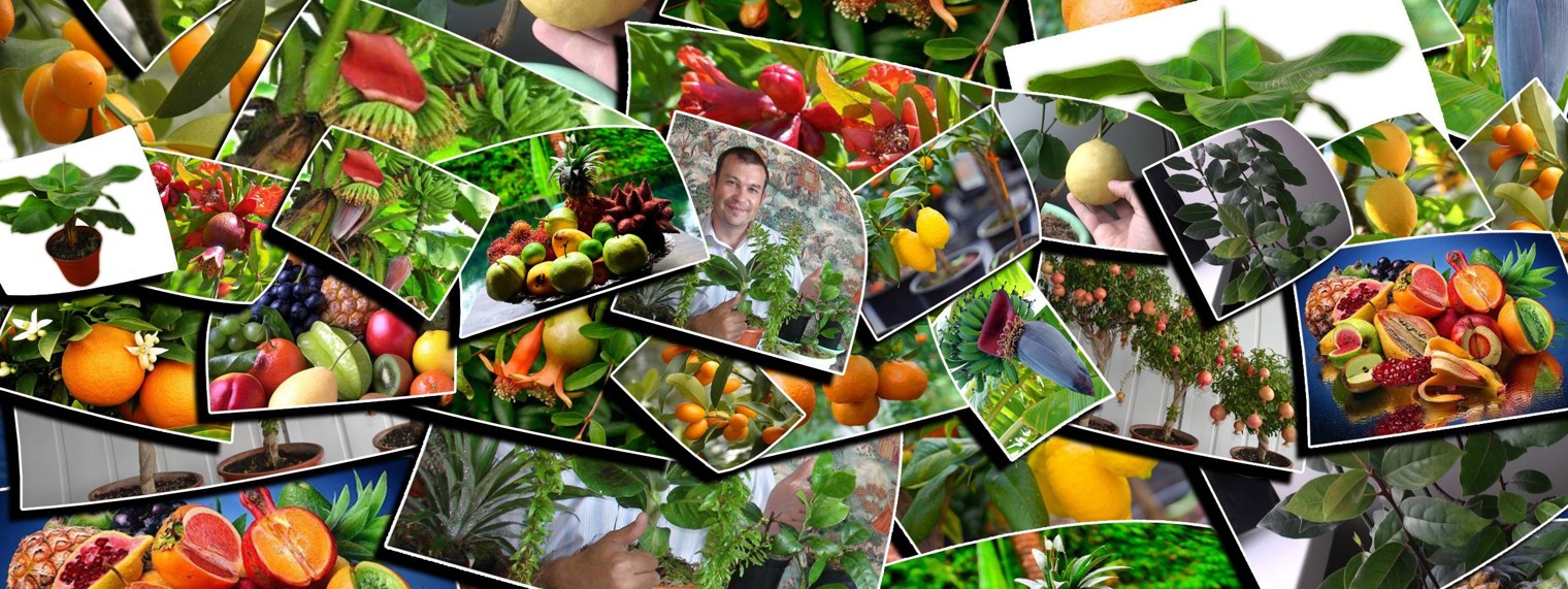 ХОББИ УРАЛЬЦА - ЭКЗОТИКА НА ПОДОКОННИКЕ