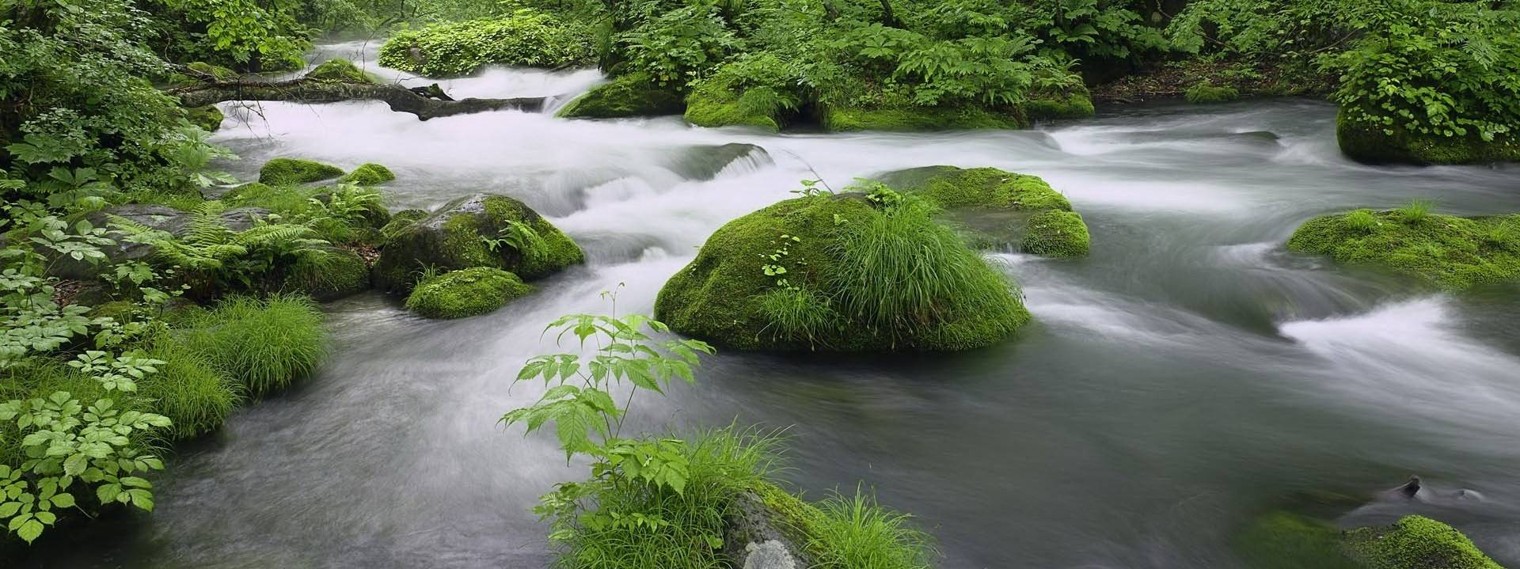 Живая Природа