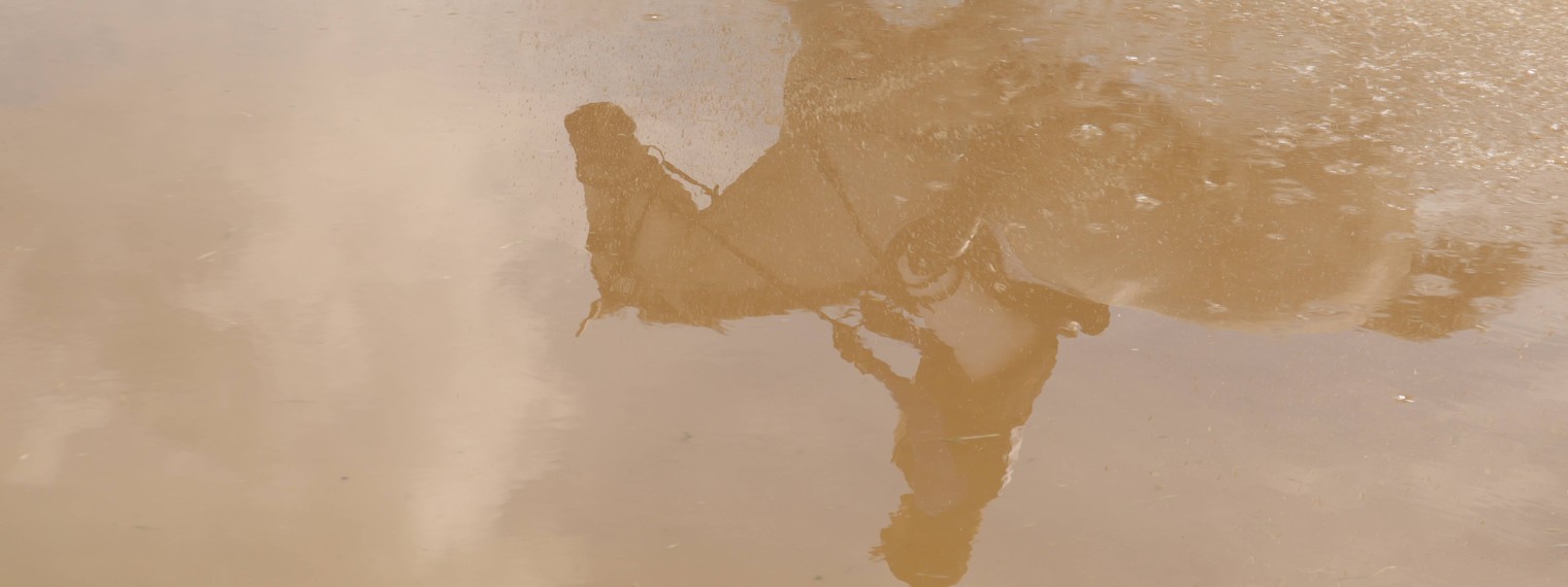 Stallion.by - ТатьЯна Лфид