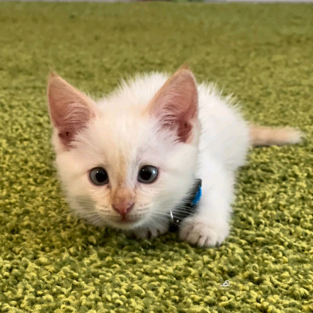 👾🎐_Эммка🎐👾