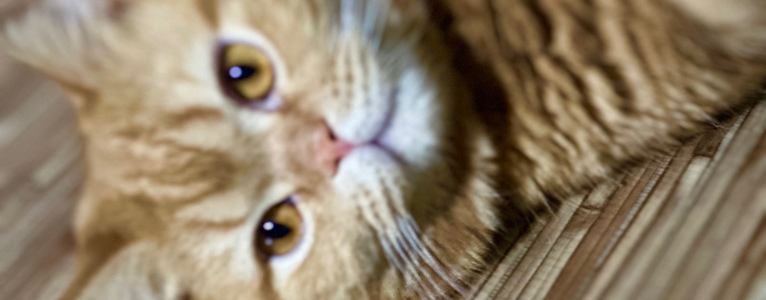 Фирсик с помогатором